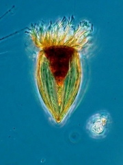 Paradox of Plankton | Metanexus